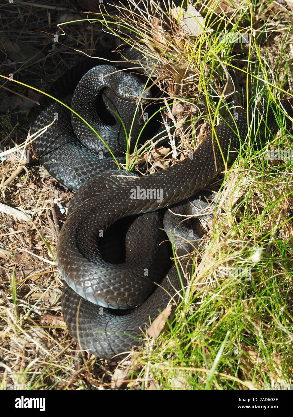 Vipera berus, common European adder, common European viper Stock Photo ...