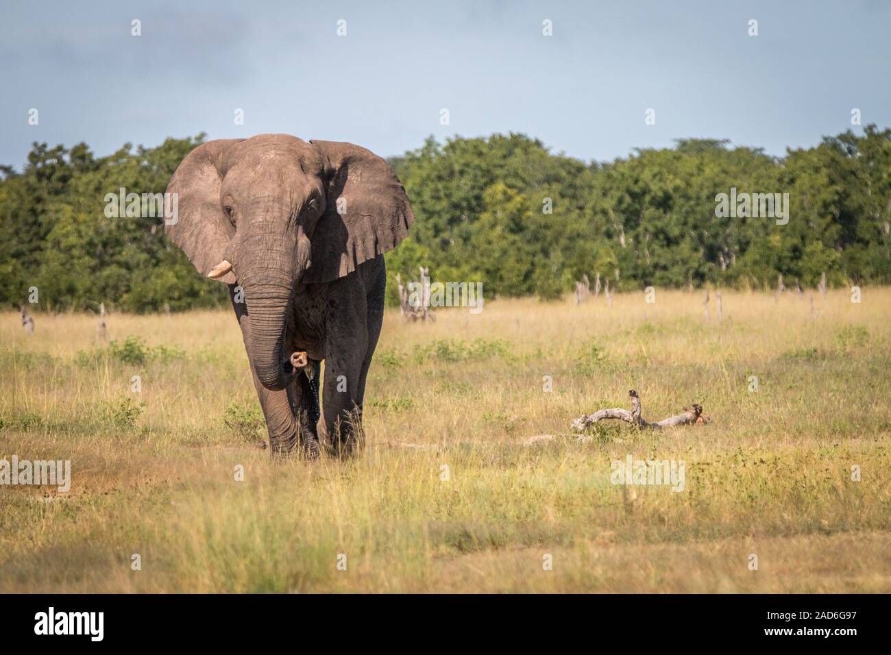 An Elephant walking towards the camera Stock Photo - Alamy