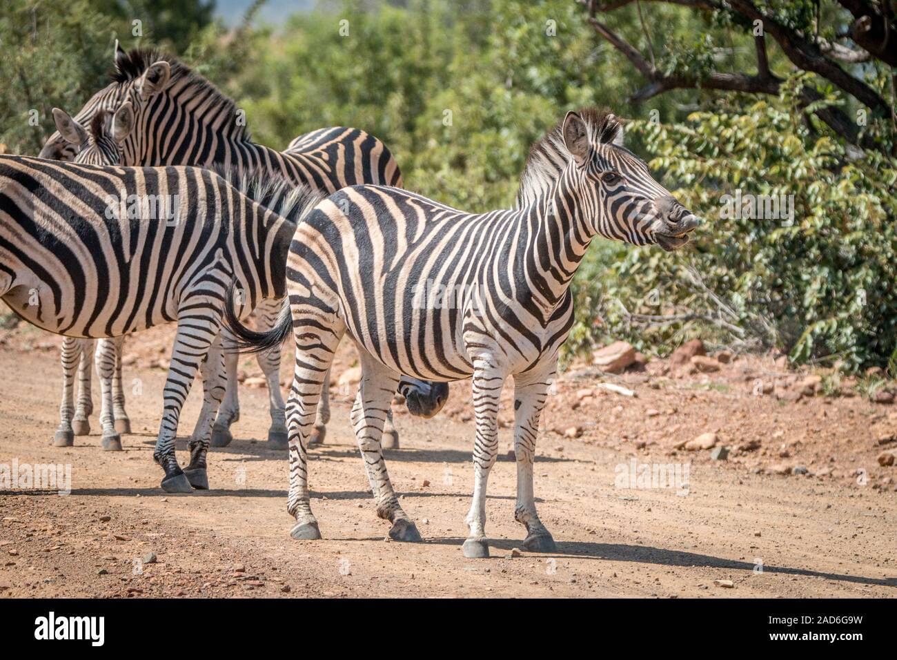 Playing strip hi-res stock photography and images - Alamy