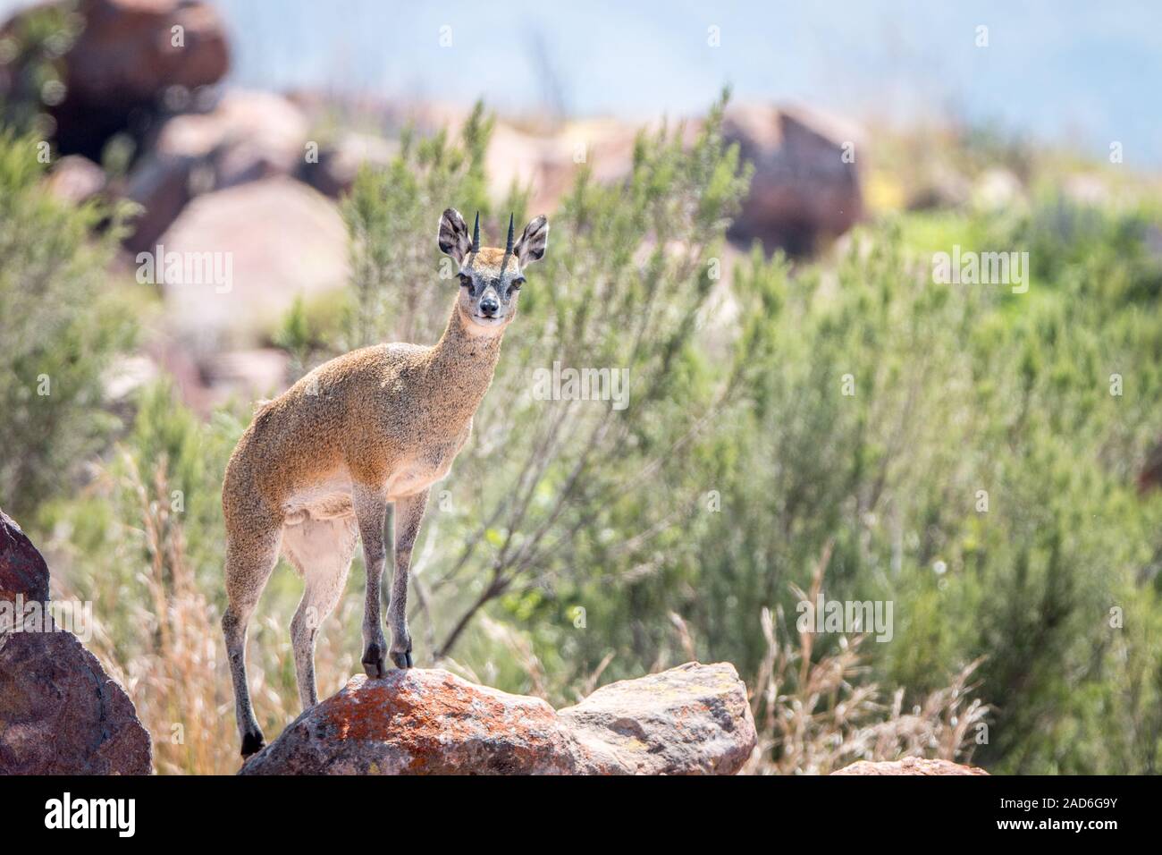 A Klipspringer on top of a rock Stock Photo - Alamy