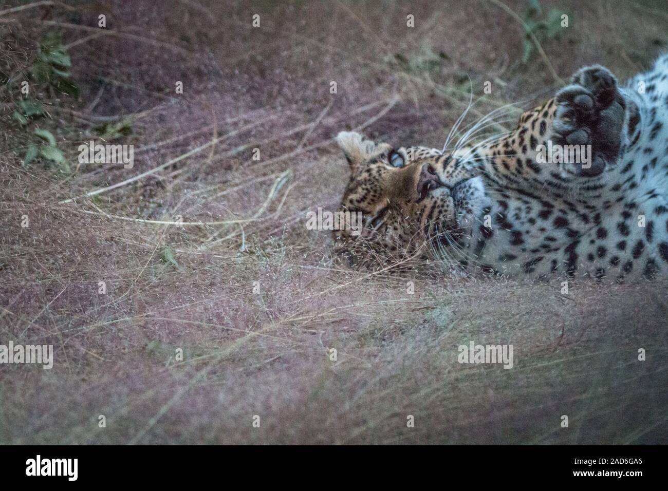A female Leopard laying in the grass Stock Photo - Alamy