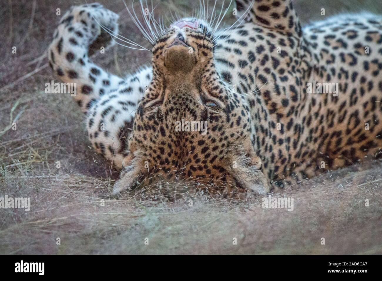 Female leopard hi-res stock photography and images - Alamy