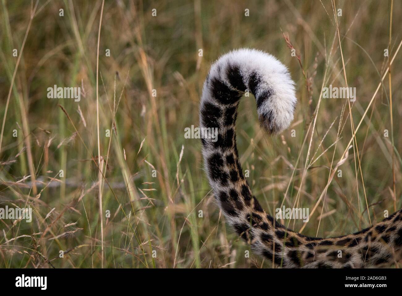 The final part of the tail of a Leopard Stock Photo - Alamy