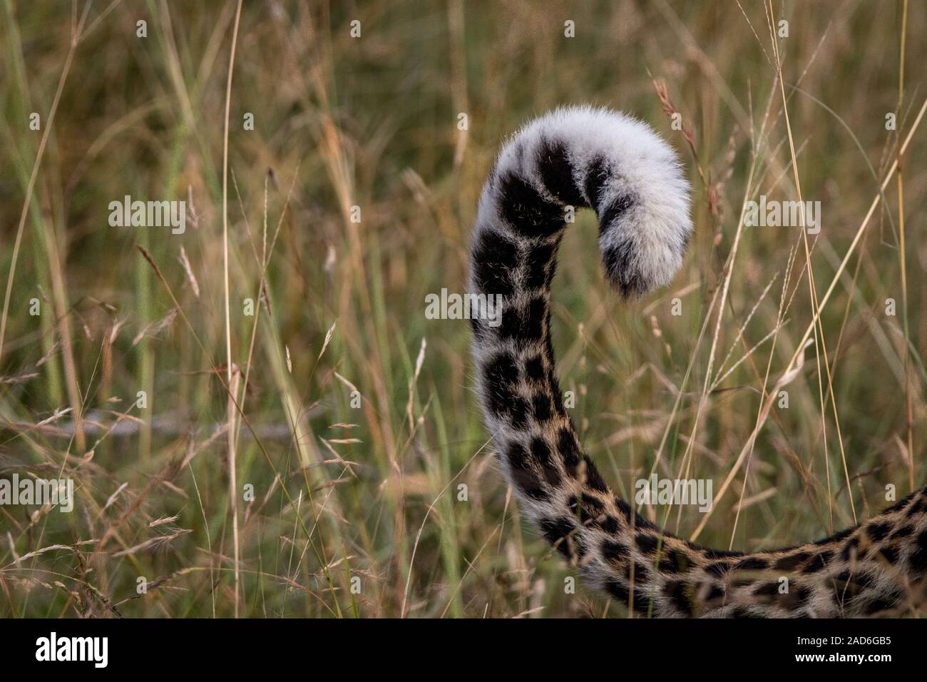 Leopard tail hi-res stock photography and images - Alamy