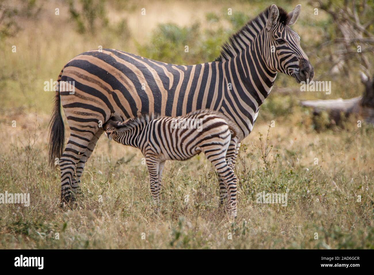 A baby Zebra bonding with the mother Stock Photo - Alamy