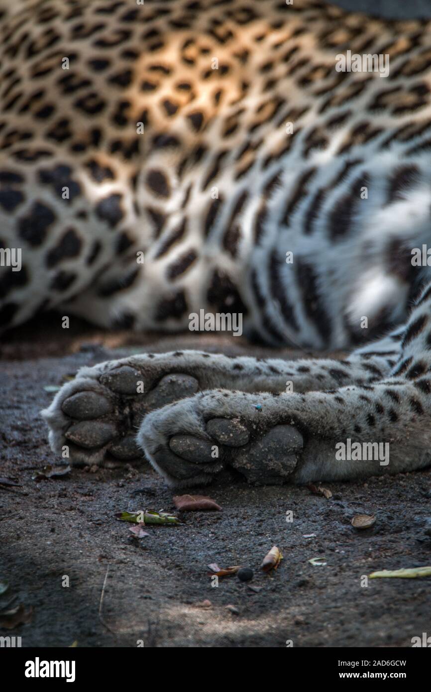 Close up of the two paws of a Leopard Stock Photo - Alamy