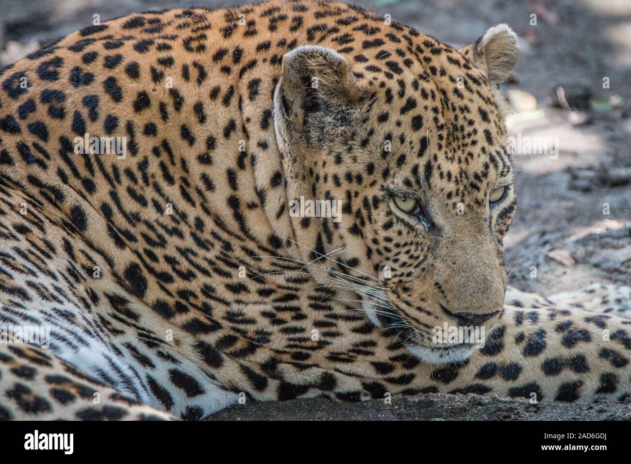 African Leopard Panthera Pardus Relaxing High Resolution Stock ...