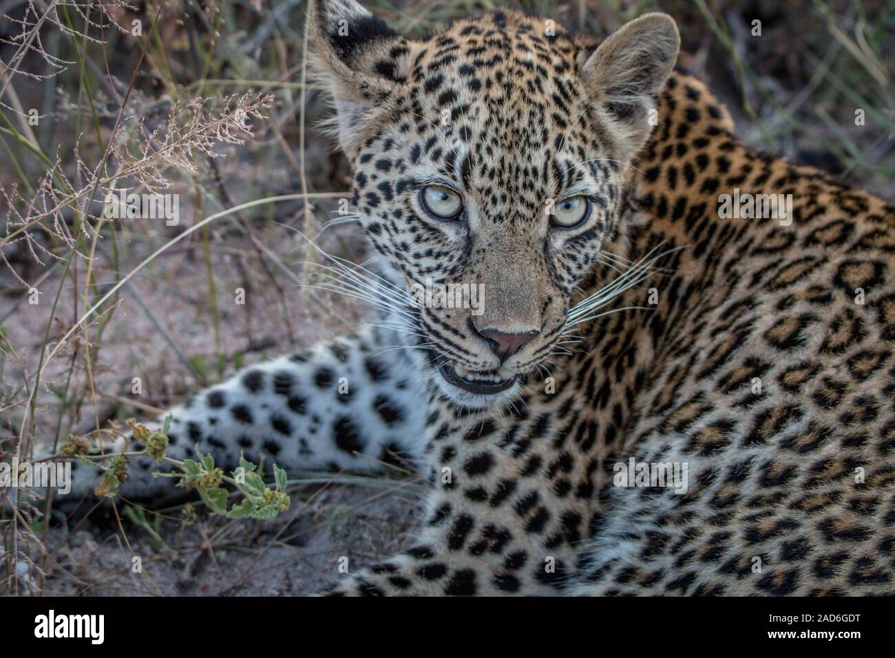 Close up young leopard hi-res stock photography and images - Alamy