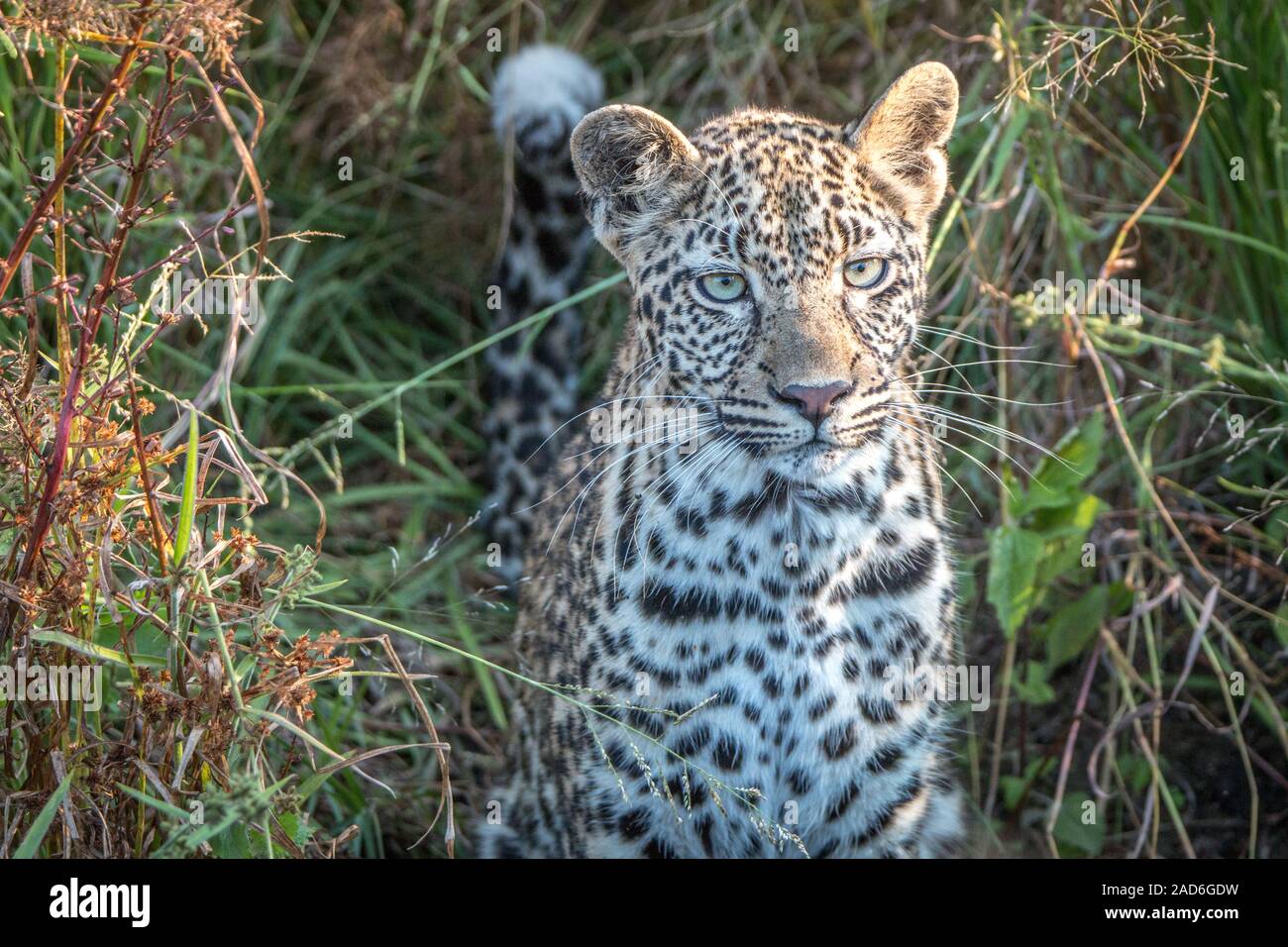 A young female Leopard starring at the camera Stock Photo - Alamy