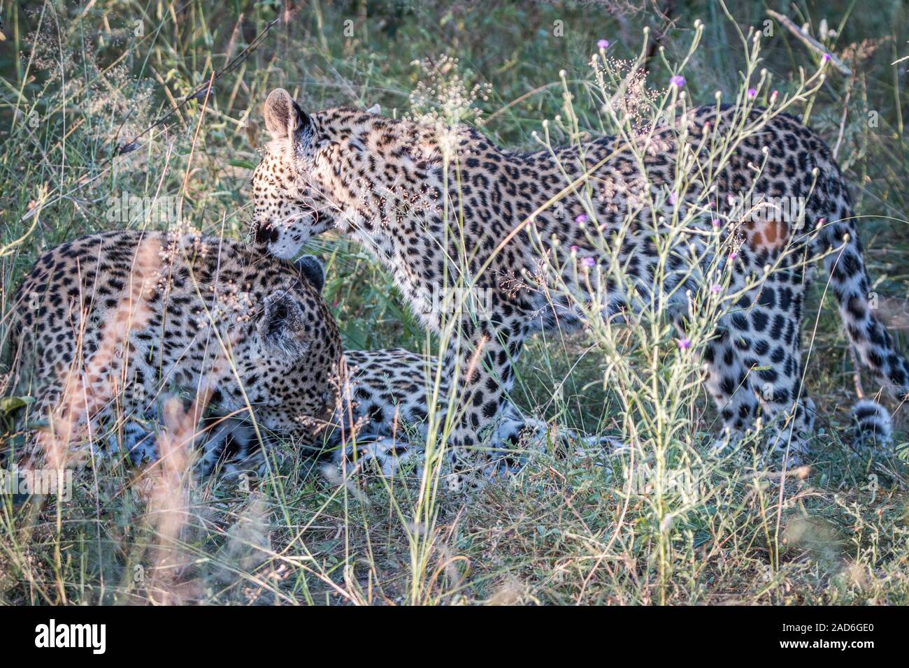 A mother Leopard playing with her cubs Stock Photo - Alamy