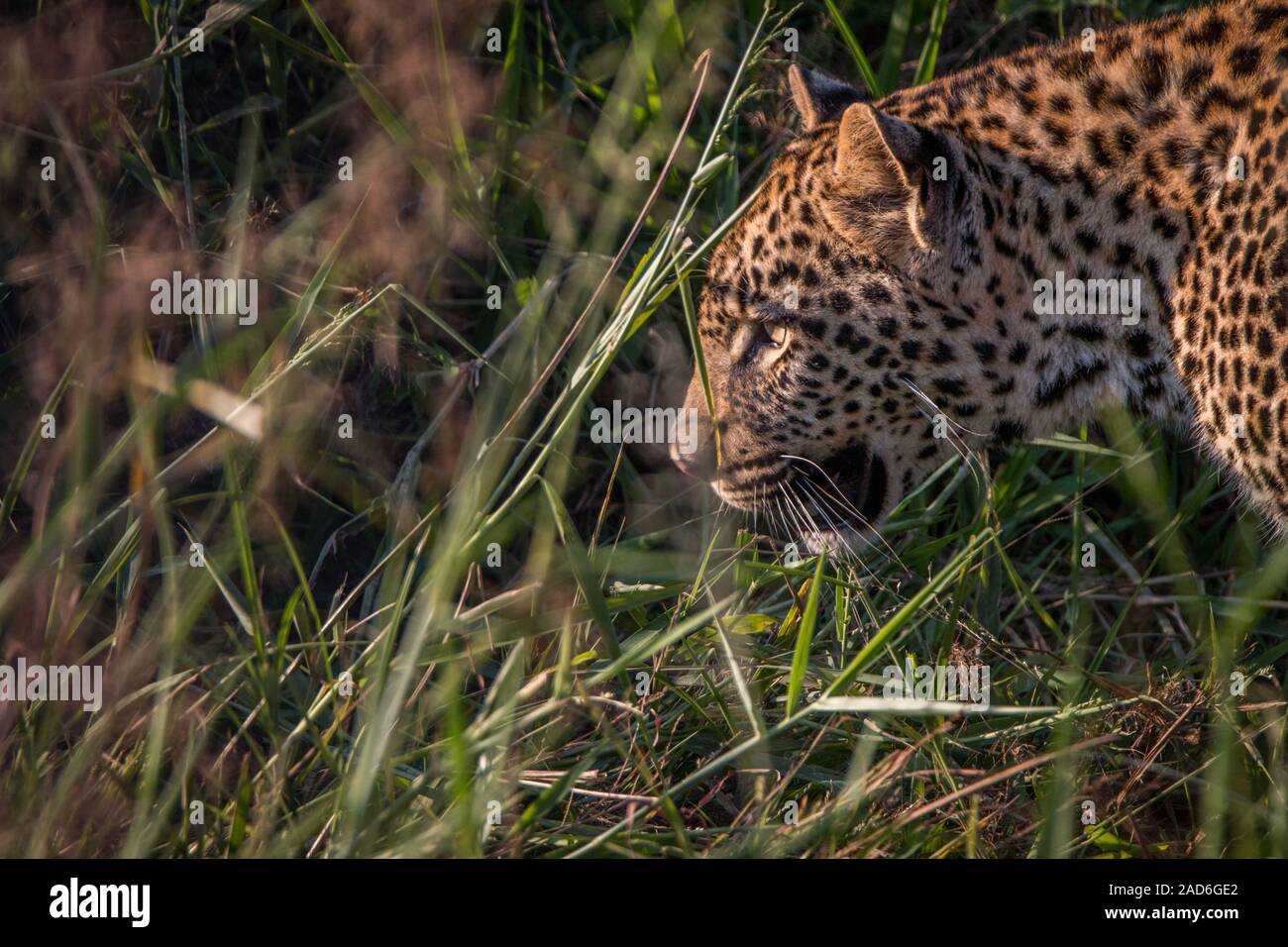 Side profile of a Leopard walking Stock Photo - Alamy