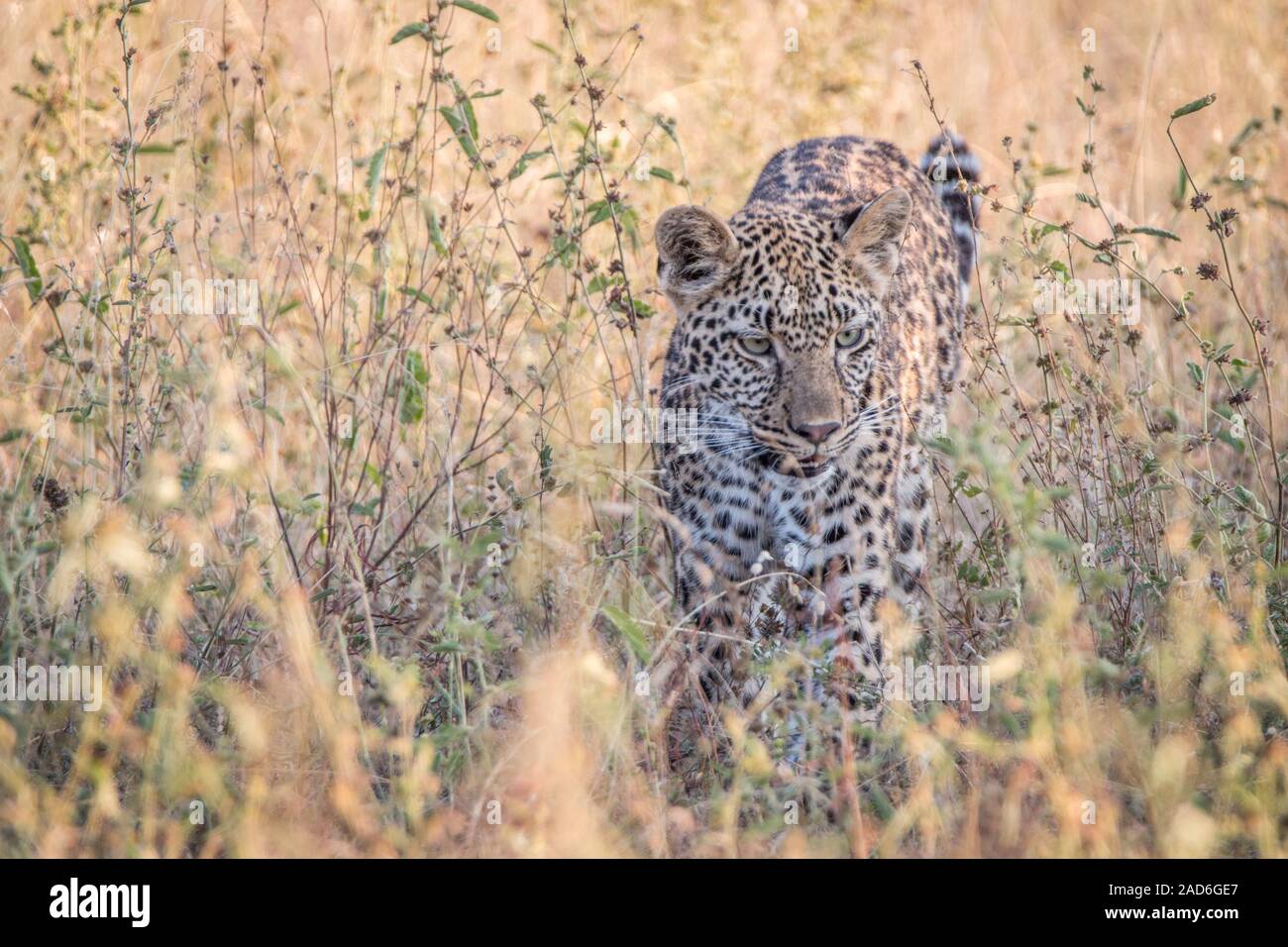 Leopard grass hi-res stock photography and images - Alamy