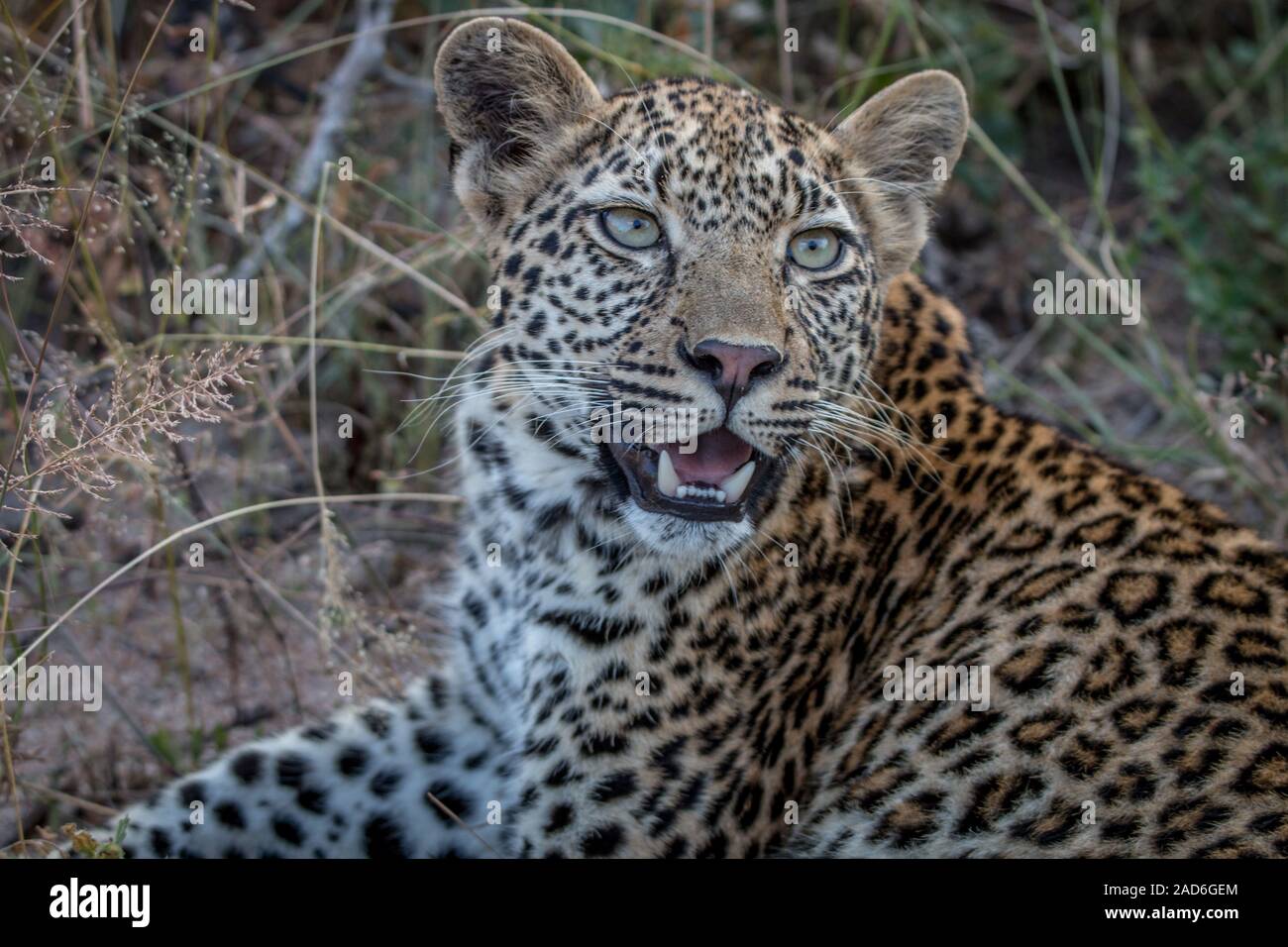 Female young f hi-res stock photography and images - Alamy