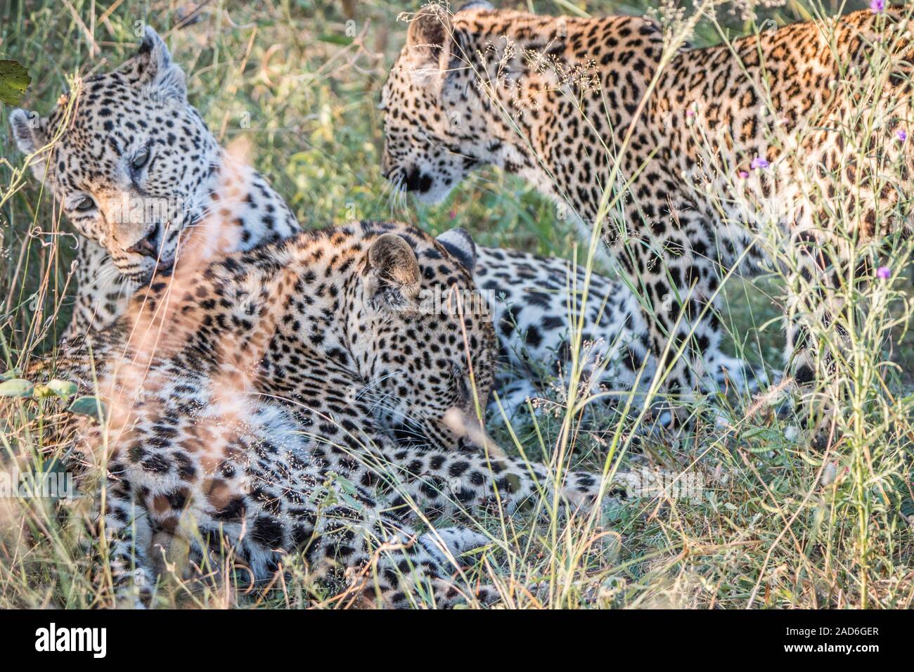African leopard and cubs hi-res stock photography and images - Alamy