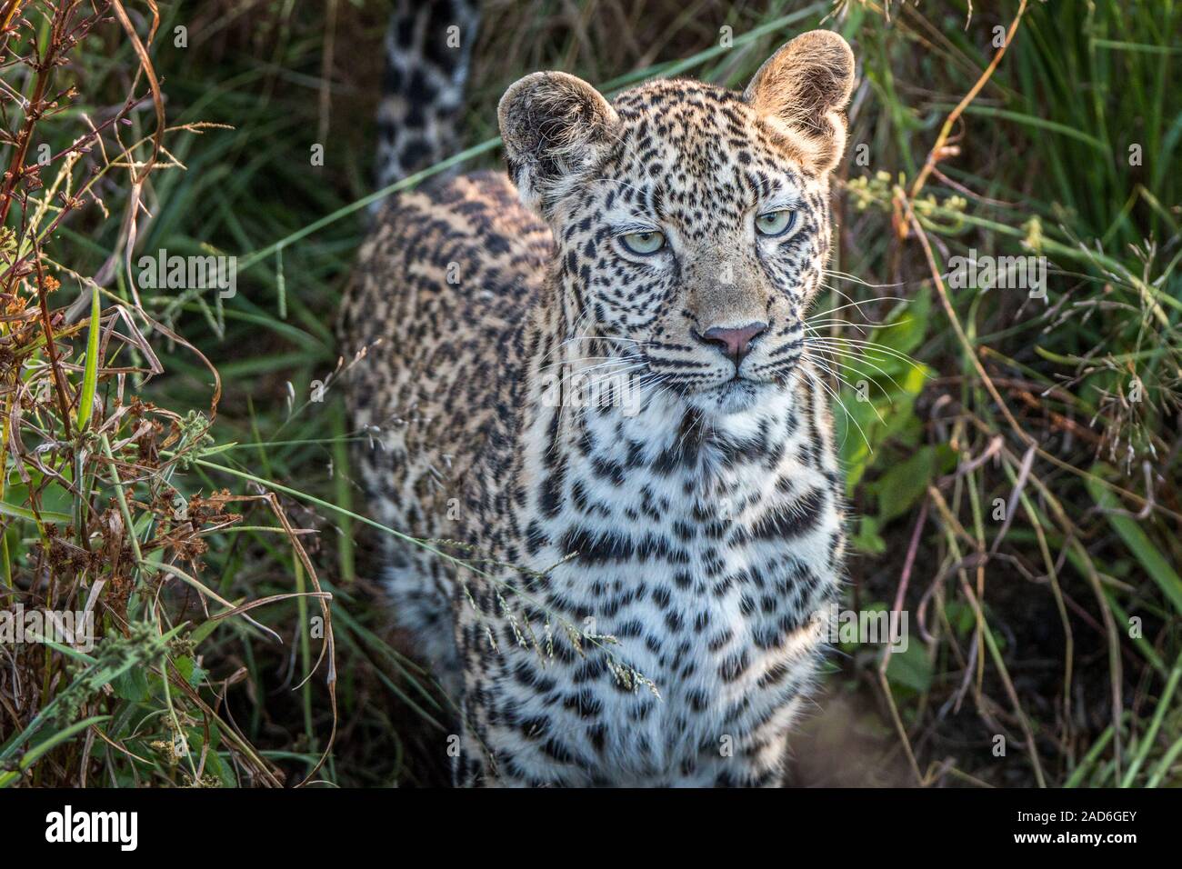 Female leopard hi-res stock photography and images - Alamy