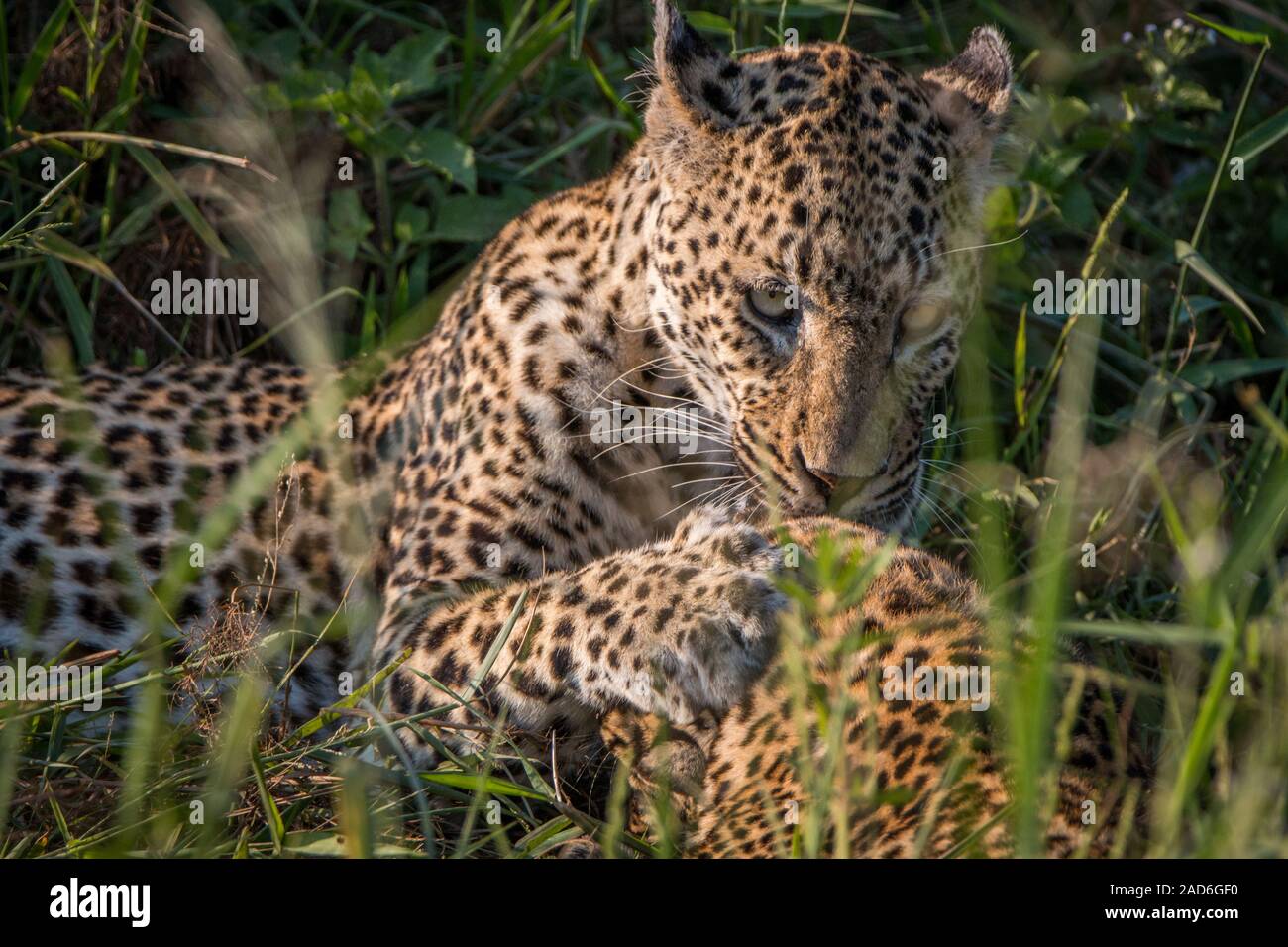 A mother Leopard playing with her cubs Stock Photo - Alamy