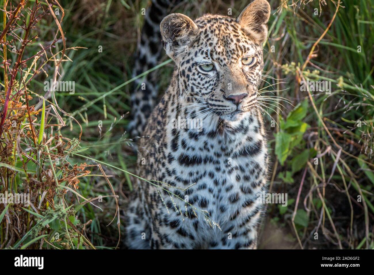 Young female leopard hi-res stock photography and images - Alamy