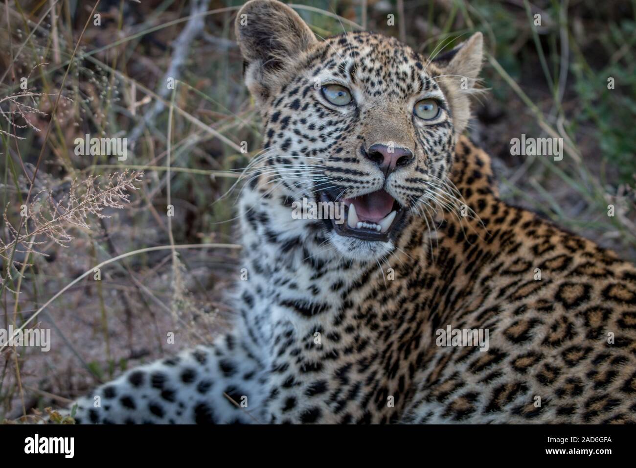 Young female leopard hi-res stock photography and images - Alamy