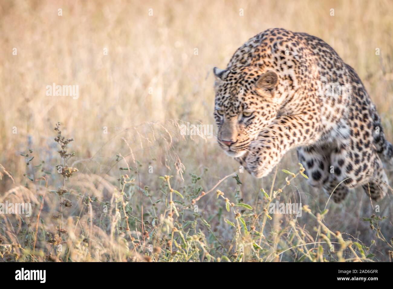 Leopard jumping hi-res stock photography and images - Alamy