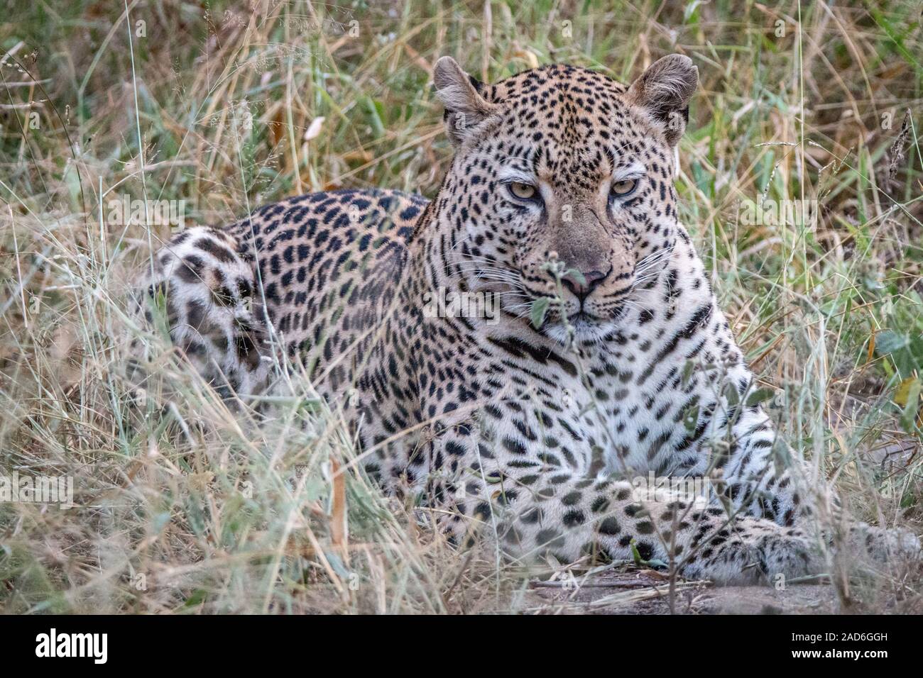 A Leopard laying in the grass Stock Photo - Alamy