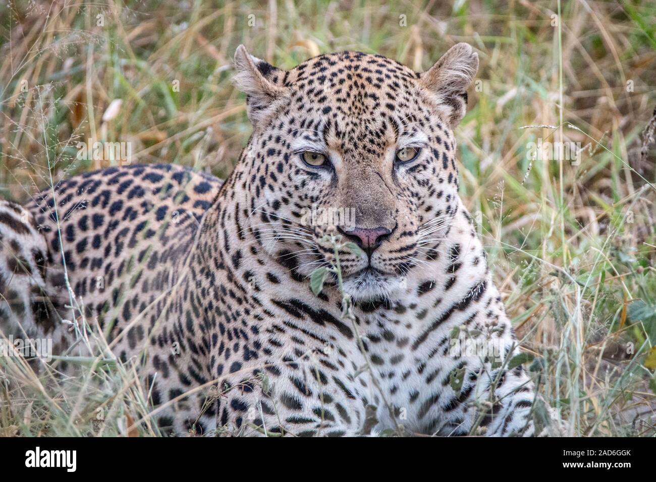 A Leopard laying in the grass Stock Photo - Alamy