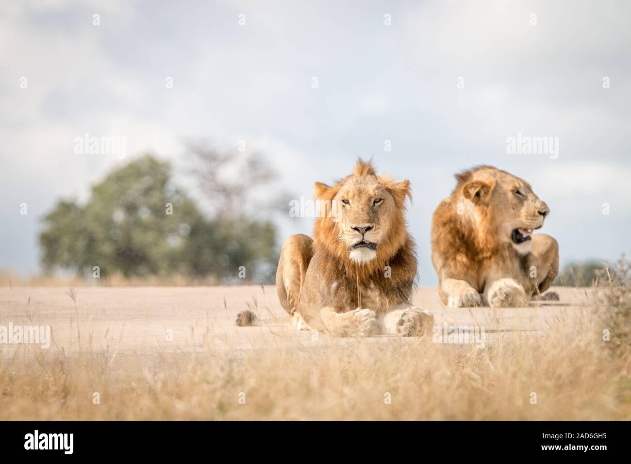 Two male lions hi-res stock photography and images - Alamy
