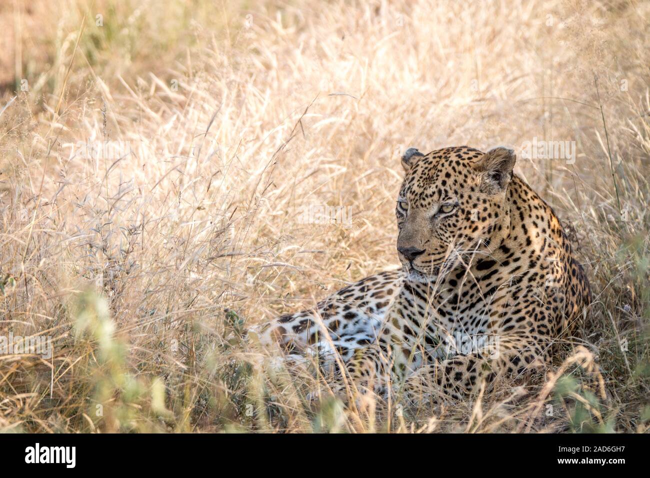 Leopard resting in grass hi-res stock photography and images - Alamy