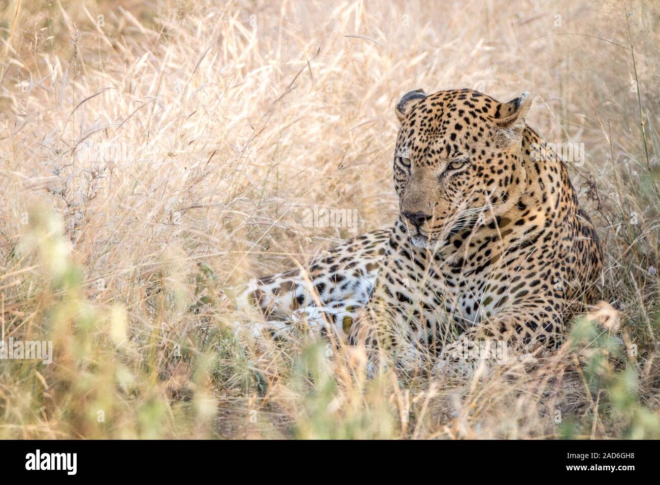Resting leopard hi-res stock photography and images - Alamy
