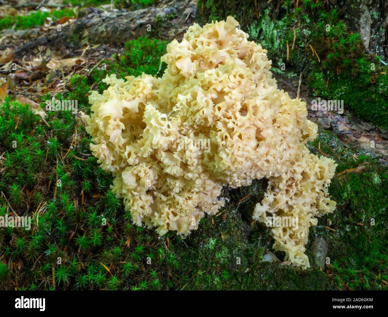 Sparassis crispa - also known as cauliflower mushroom Stock Photo - Alamy