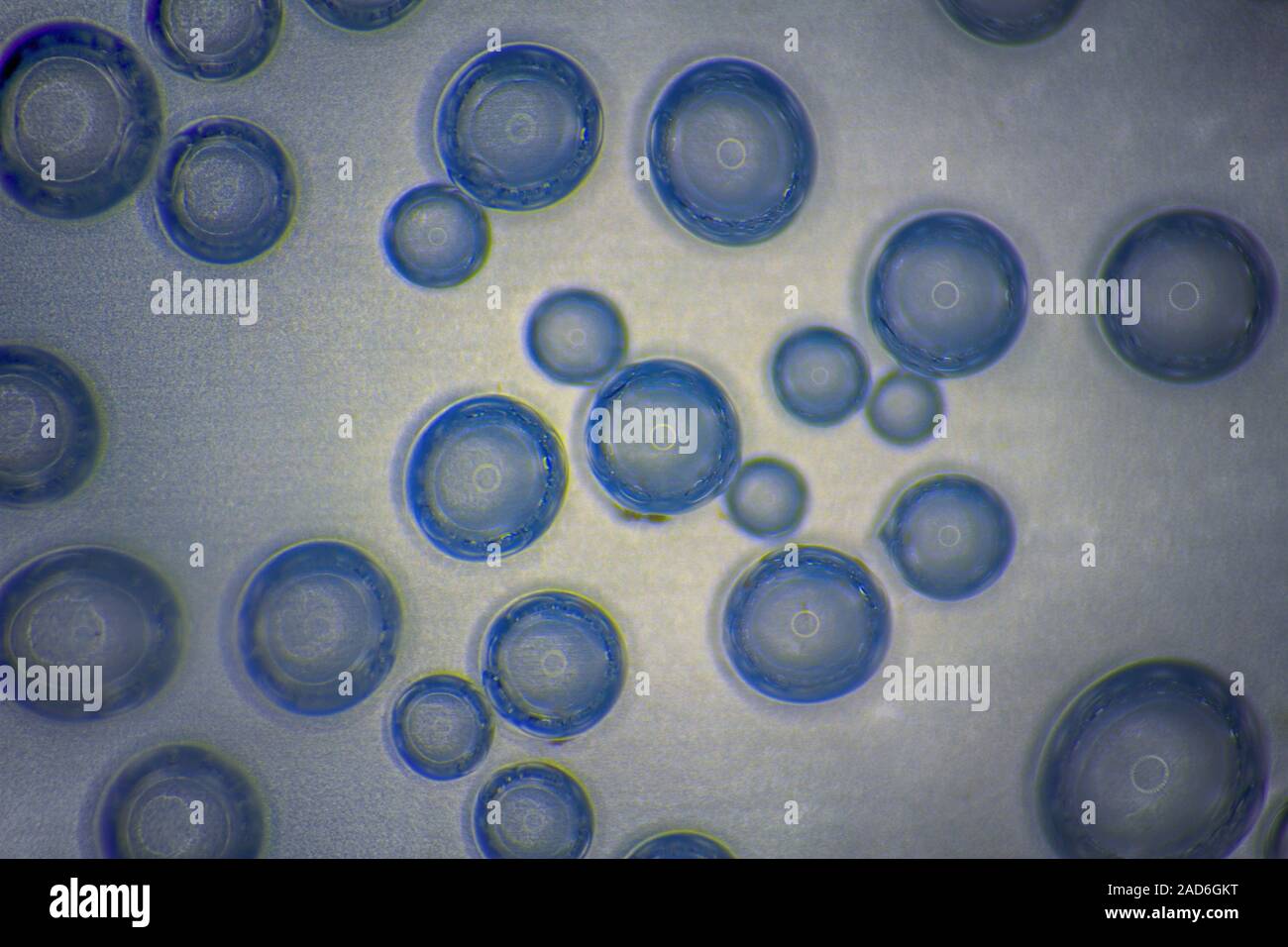 Harmonic backgrounds. Air bubbles in water (bleb) on bright, smooth ...