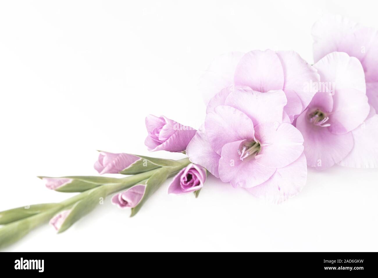 Beautiful Gladiola Flower Stock Photo - Alamy