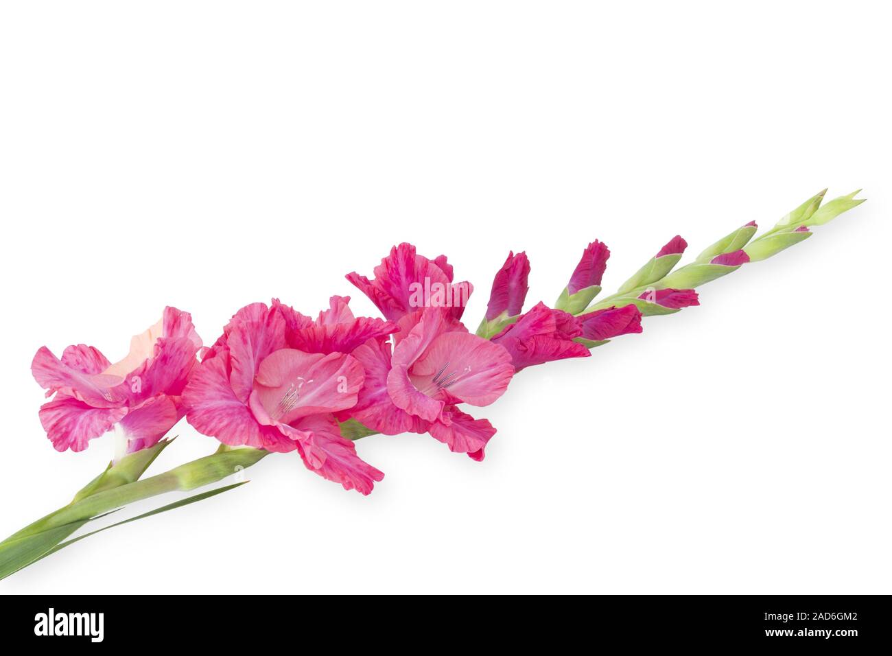 Beautiful Gladiola Flower Stock Photo - Alamy