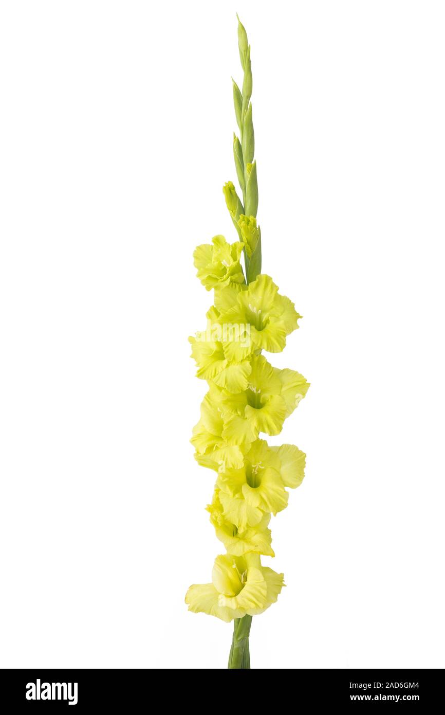 Beautiful Gladiola Flower Stock Photo - Alamy