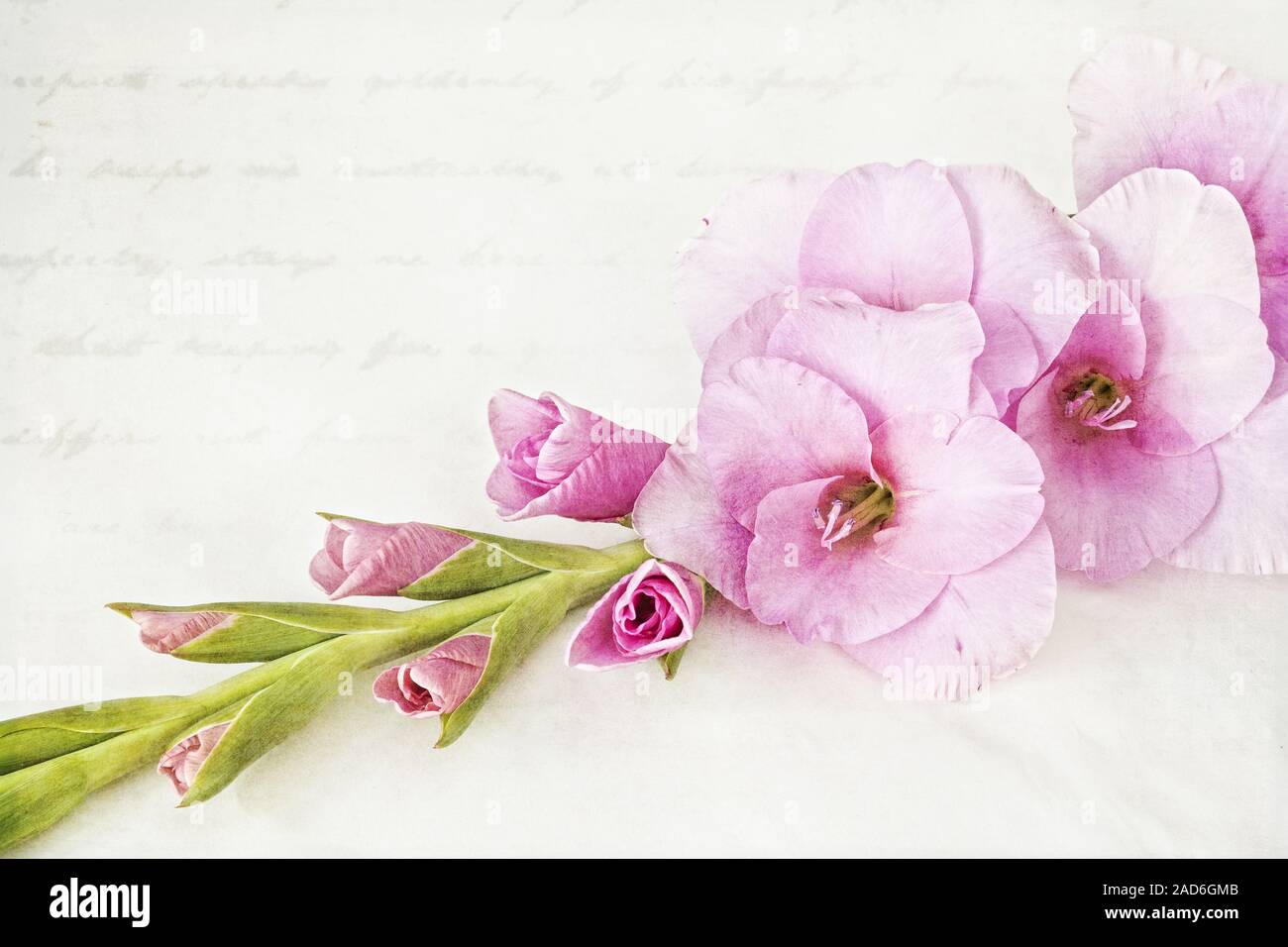 Beautiful Gladiola Flower Stock Photo - Alamy