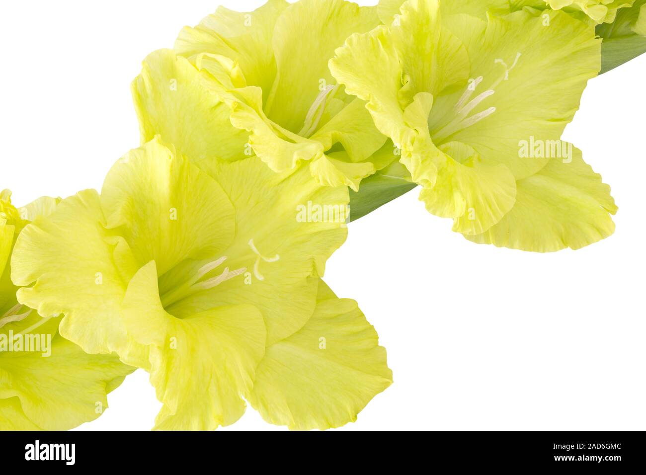Beautiful Gladiola Flower Stock Photo - Alamy