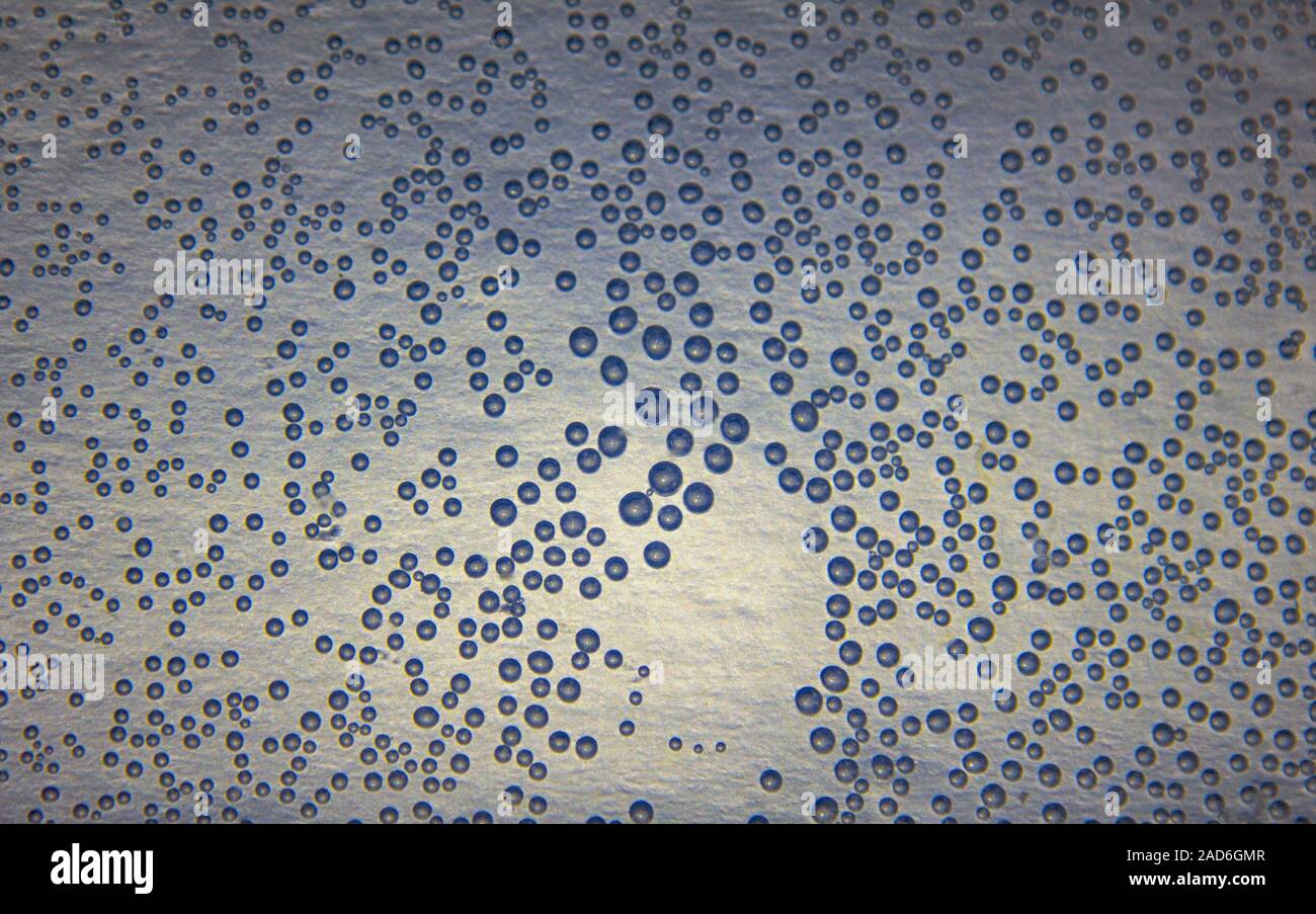 Harmonic backgrounds. Air bubbles in water (bleb) on bright, smooth ...