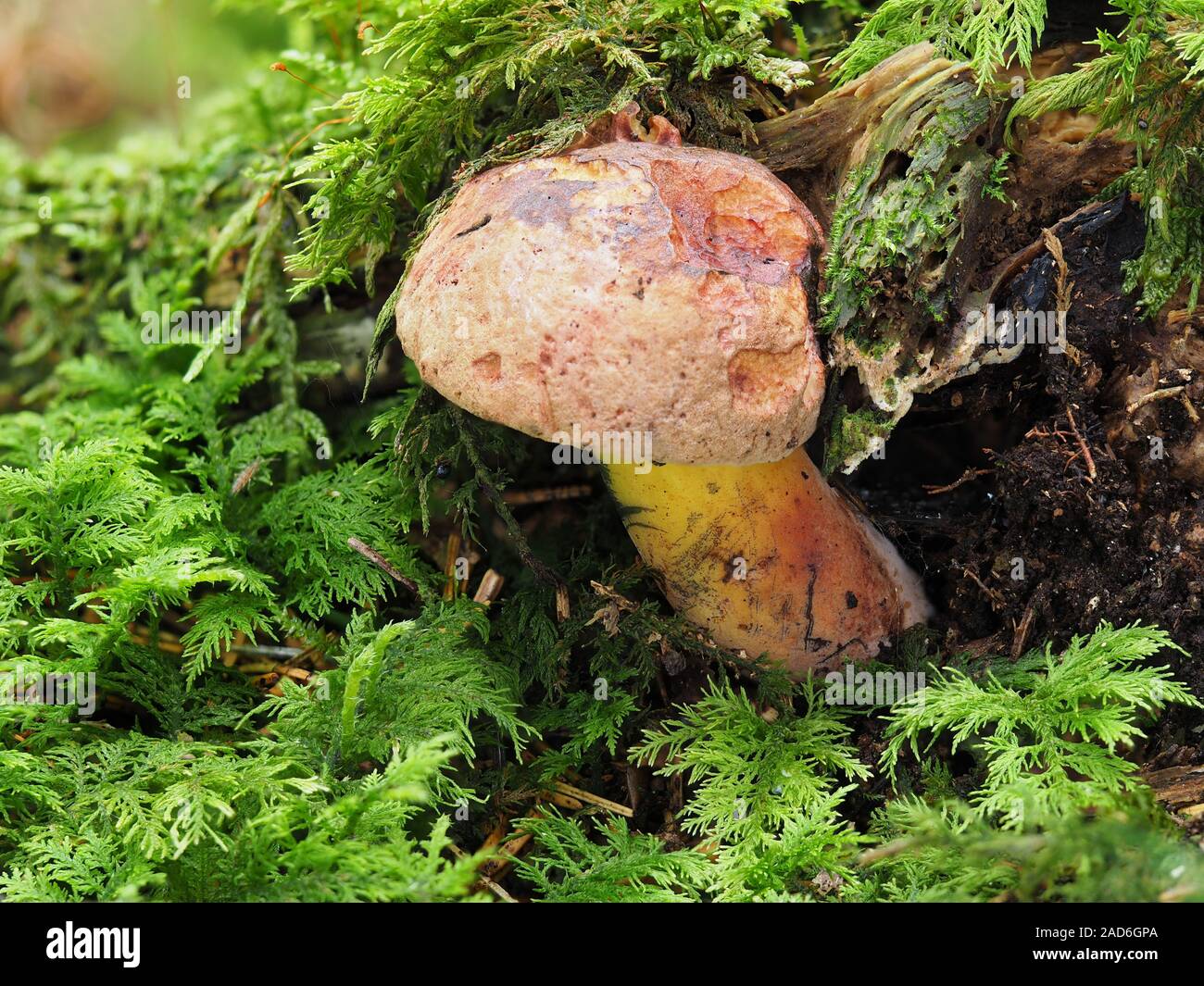 Bolete mushroom hi-res stock photography and images - Alamy