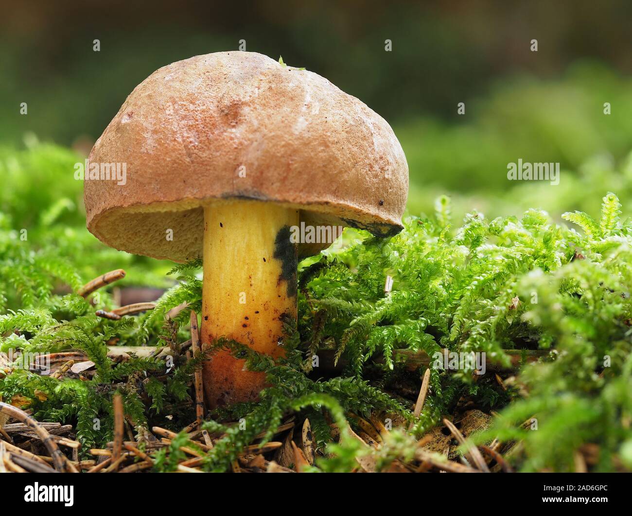 Inkstain bolete hi-res stock photography and images - Alamy