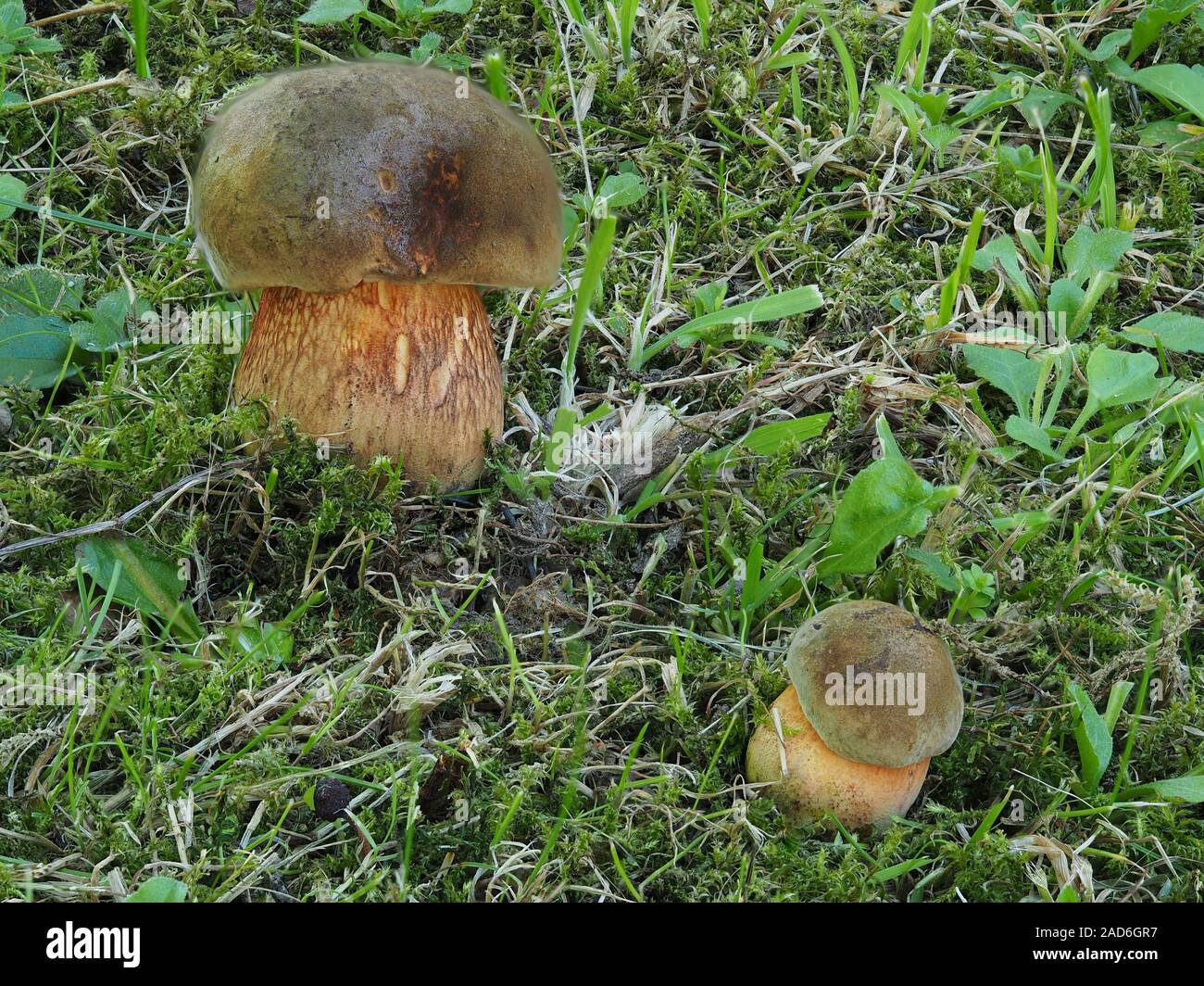 Lurid hi-res stock photography and images - Alamy