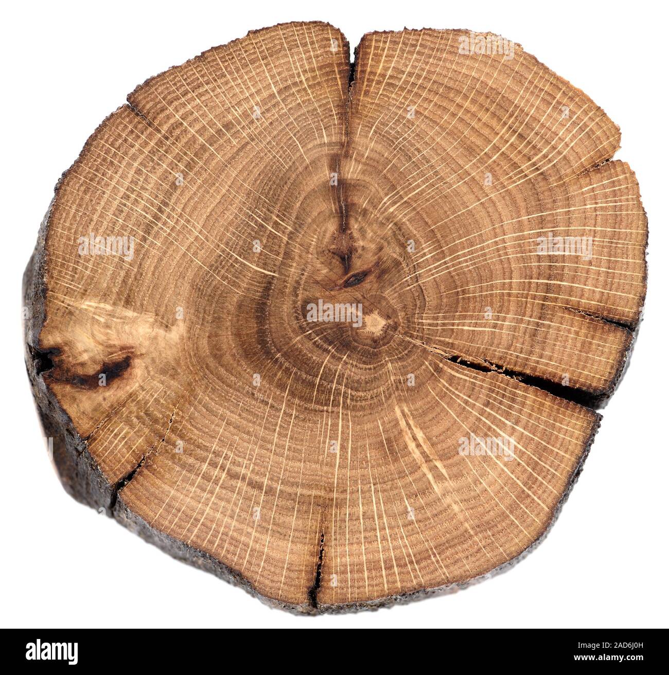 Cracked oak split isolated overhead view Stock Photo - Alamy