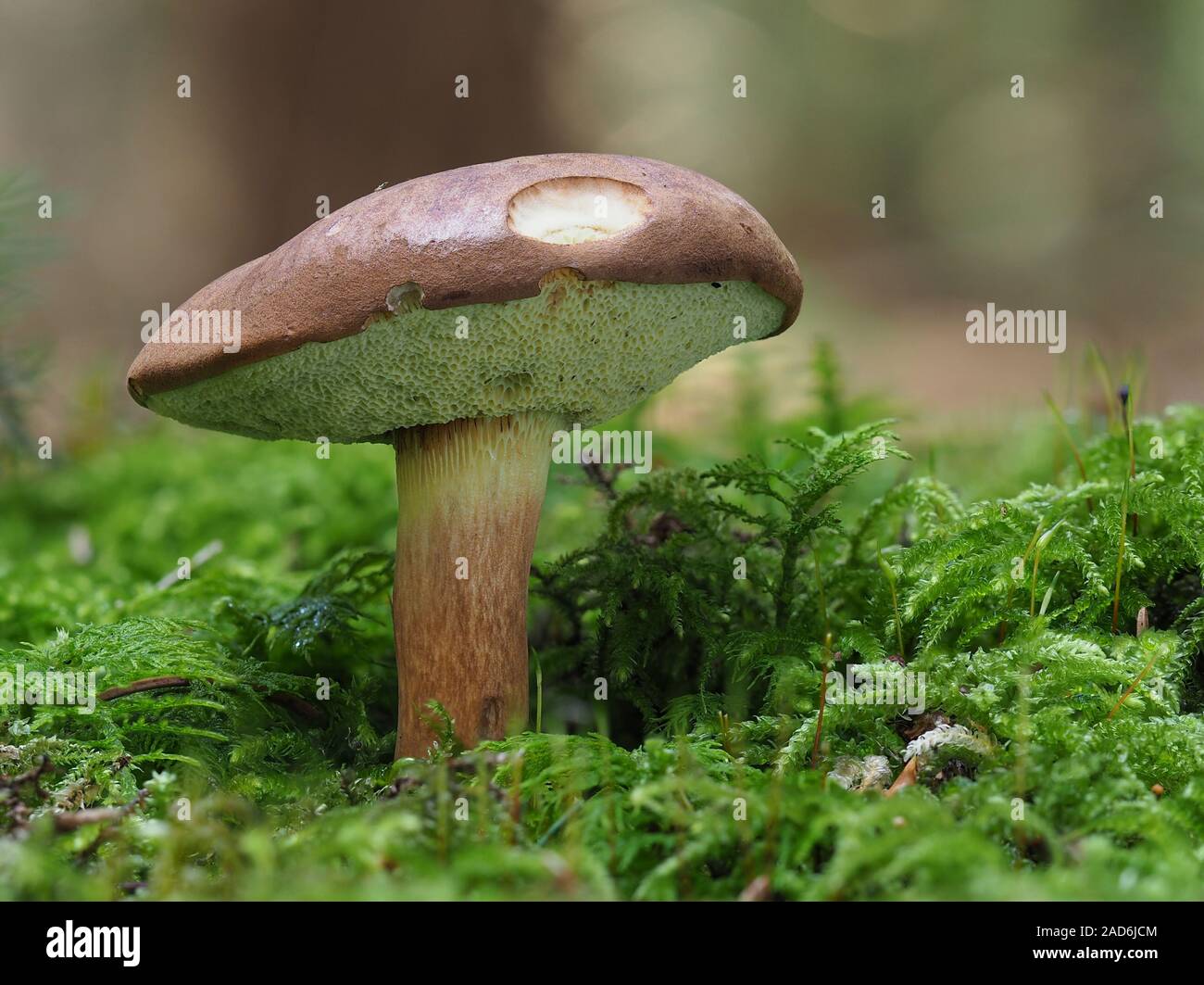 Bay bolete, Boletus badius Stock Photo - Alamy