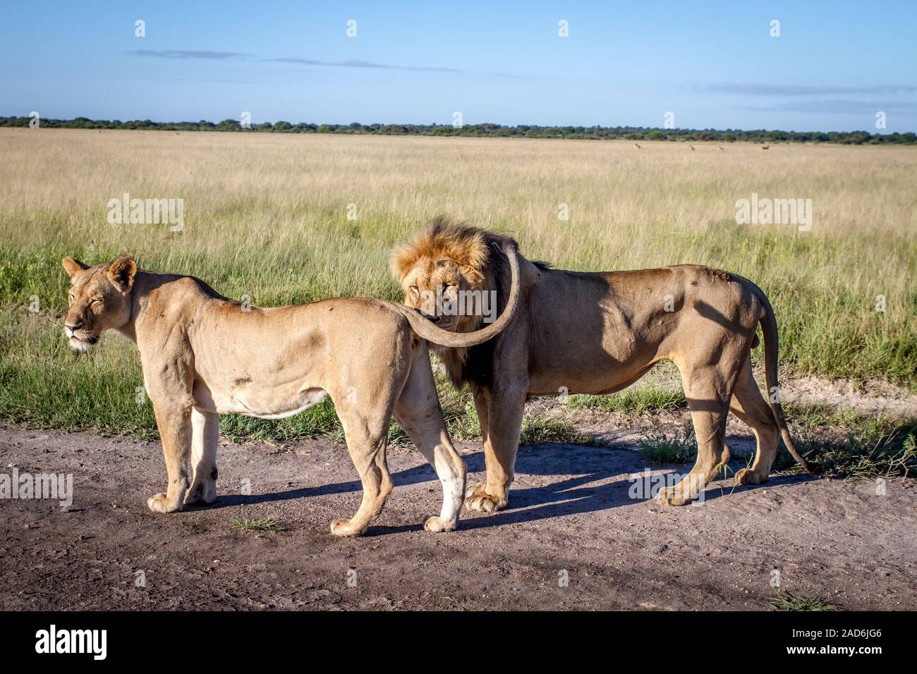 Lions mating hi-res stock photography and images - Alamy