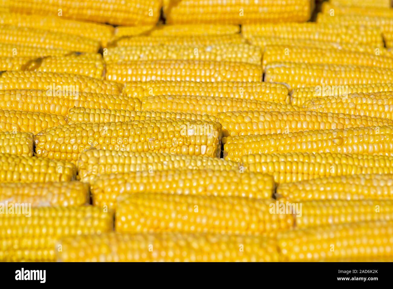 Photo of yellow corn background. Cooking Corn. A few corn. Maize close ...