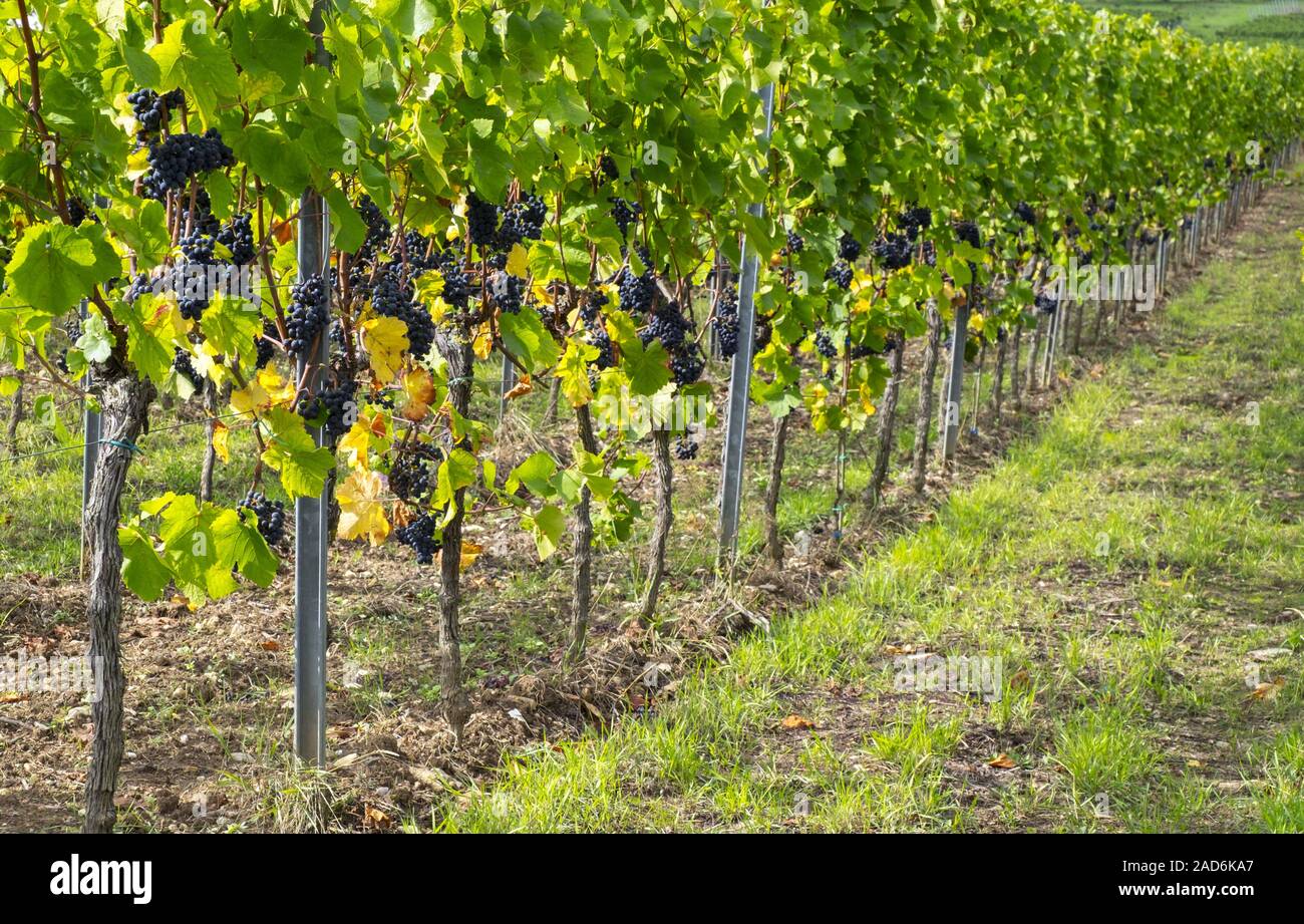 Blue grapes (Vitis sp.) on the vine Stock Photo - Alamy