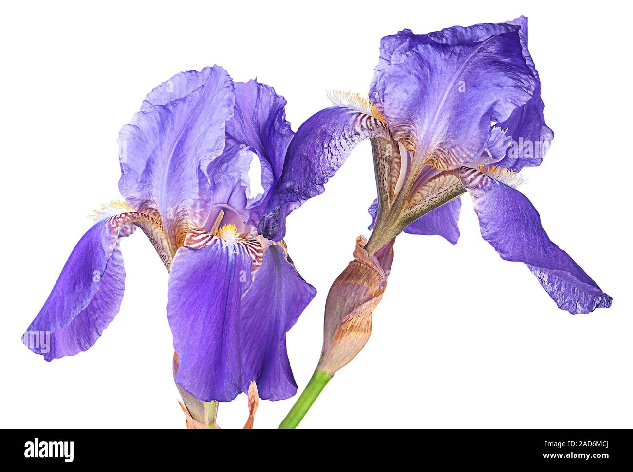 Two iris hi-res stock photography and images - Alamy