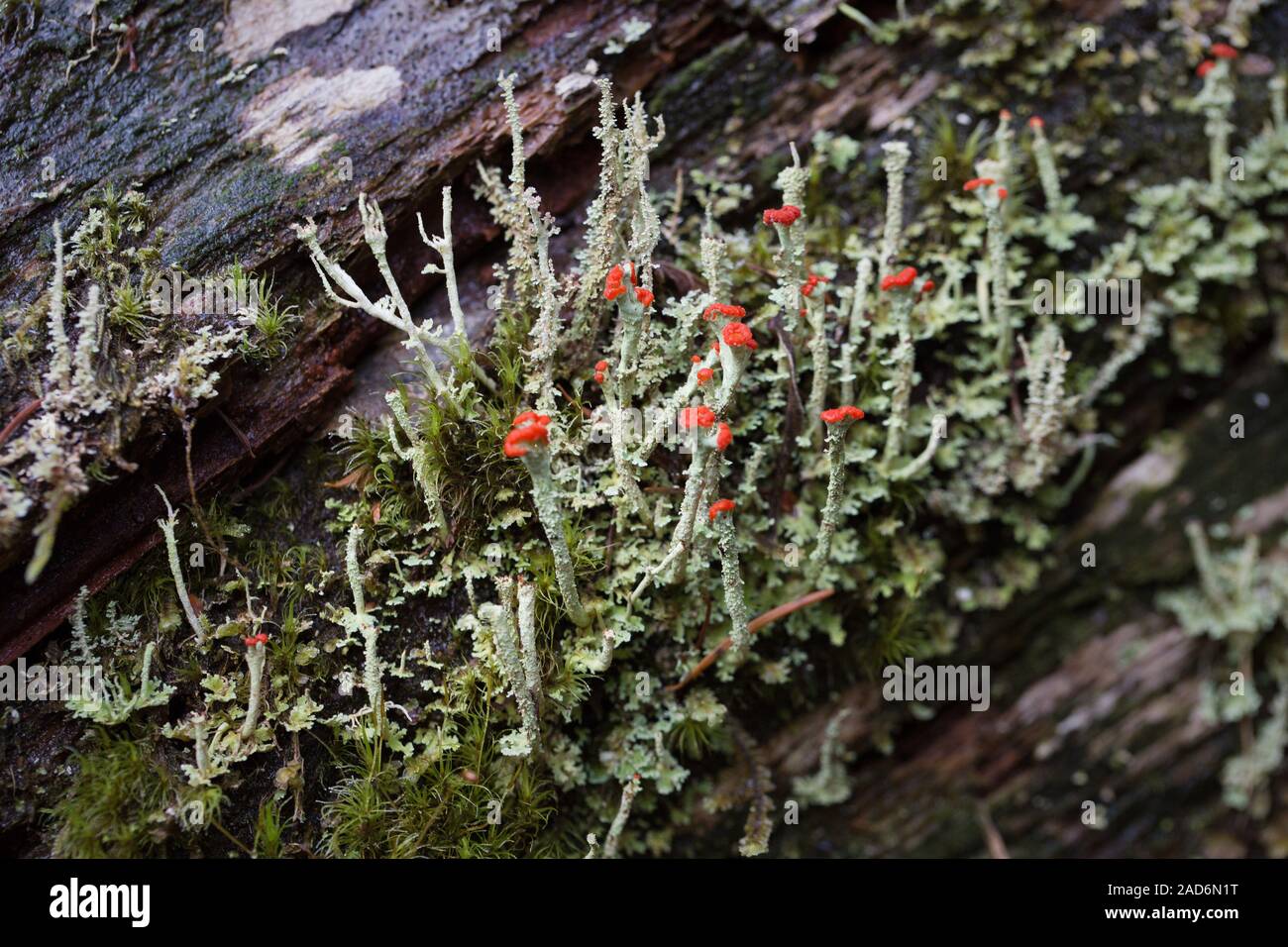 Cladonia coccifera (Red pixie cup) growing on a tree in a forest in ...