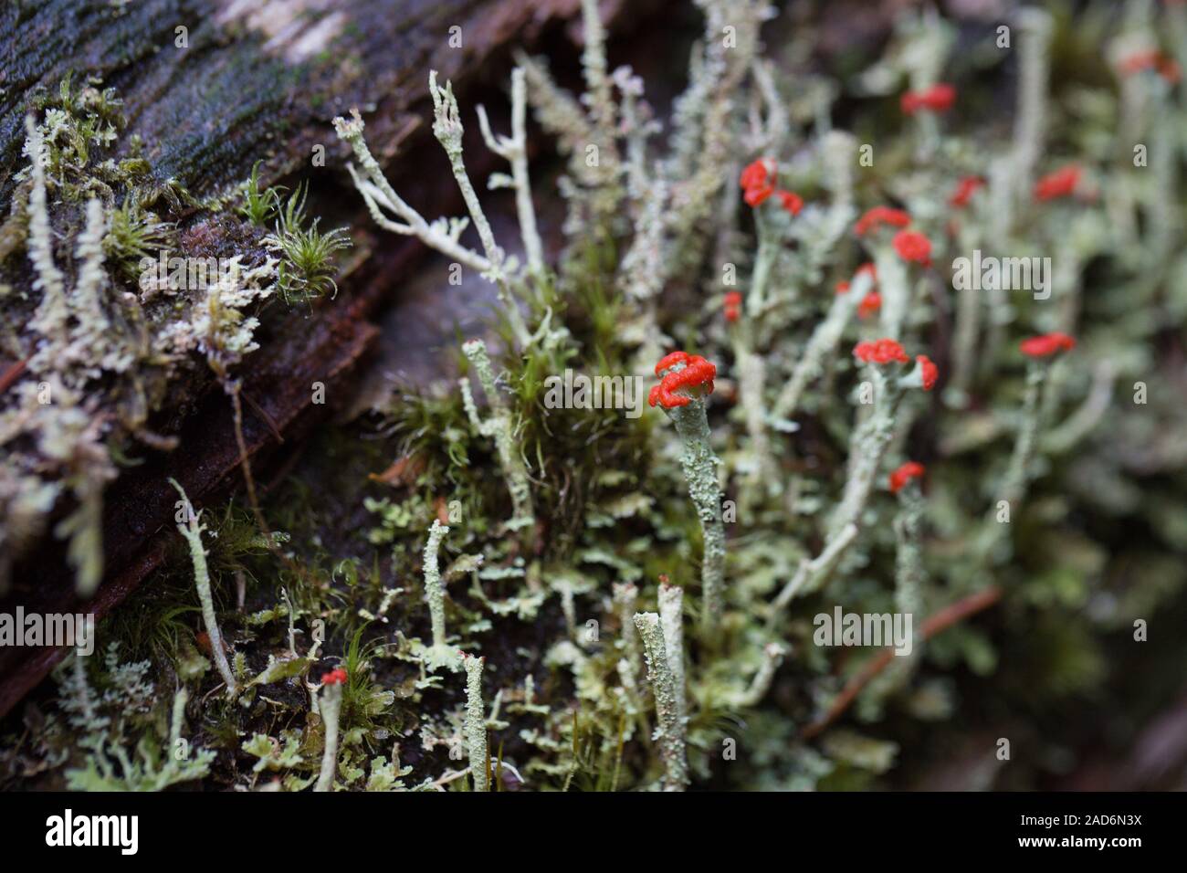 Cladonia coccifera (Red pixie cup) growing on a tree in a forest in ...