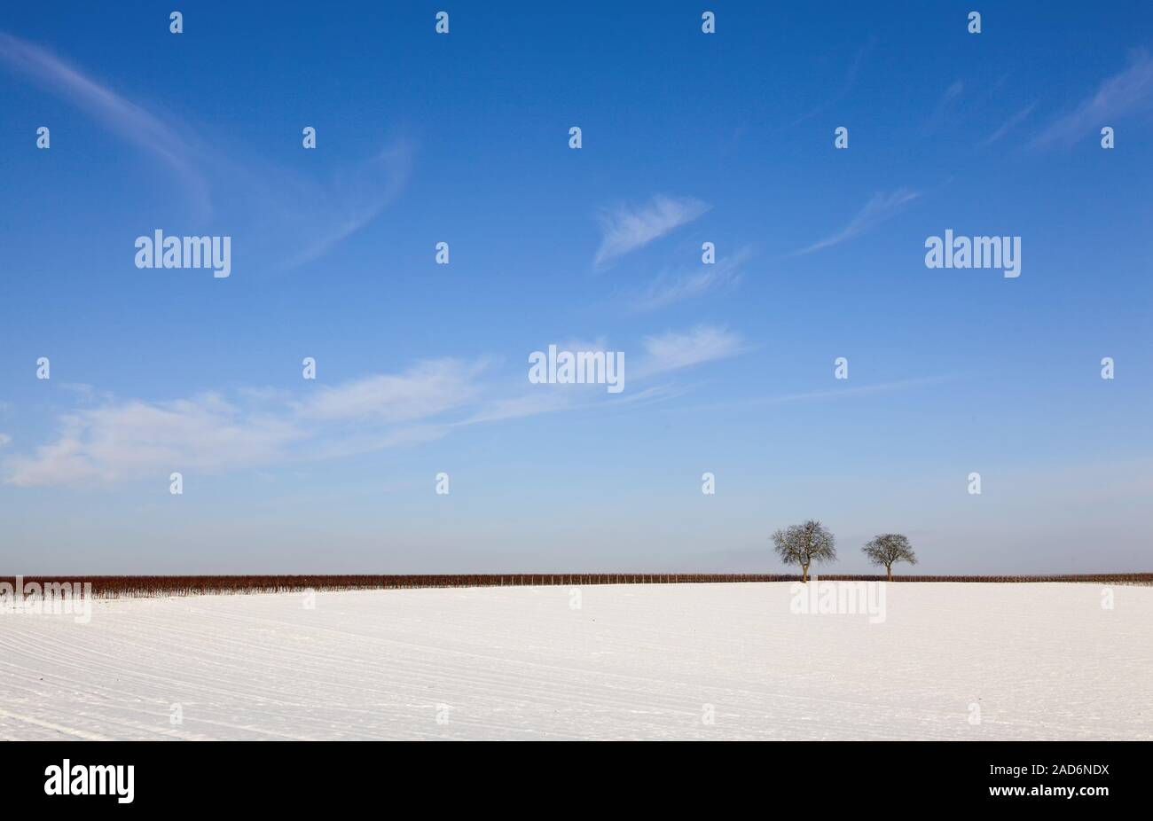 Snow-covered field with walnut trees Stock Photo - Alamy