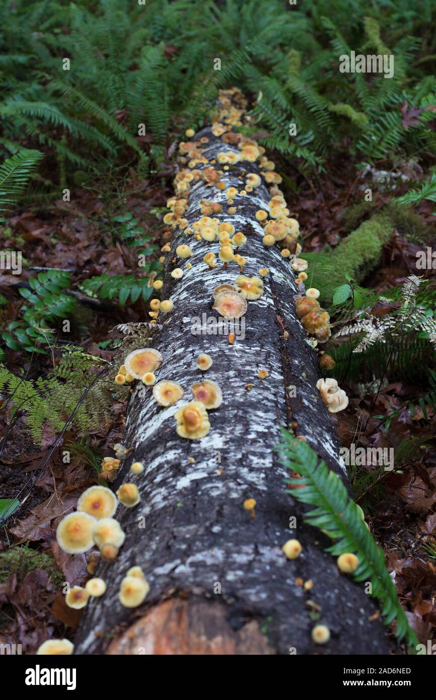 A fallen tree covered with mushrooms in a forest in Oregon, USA Stock ...