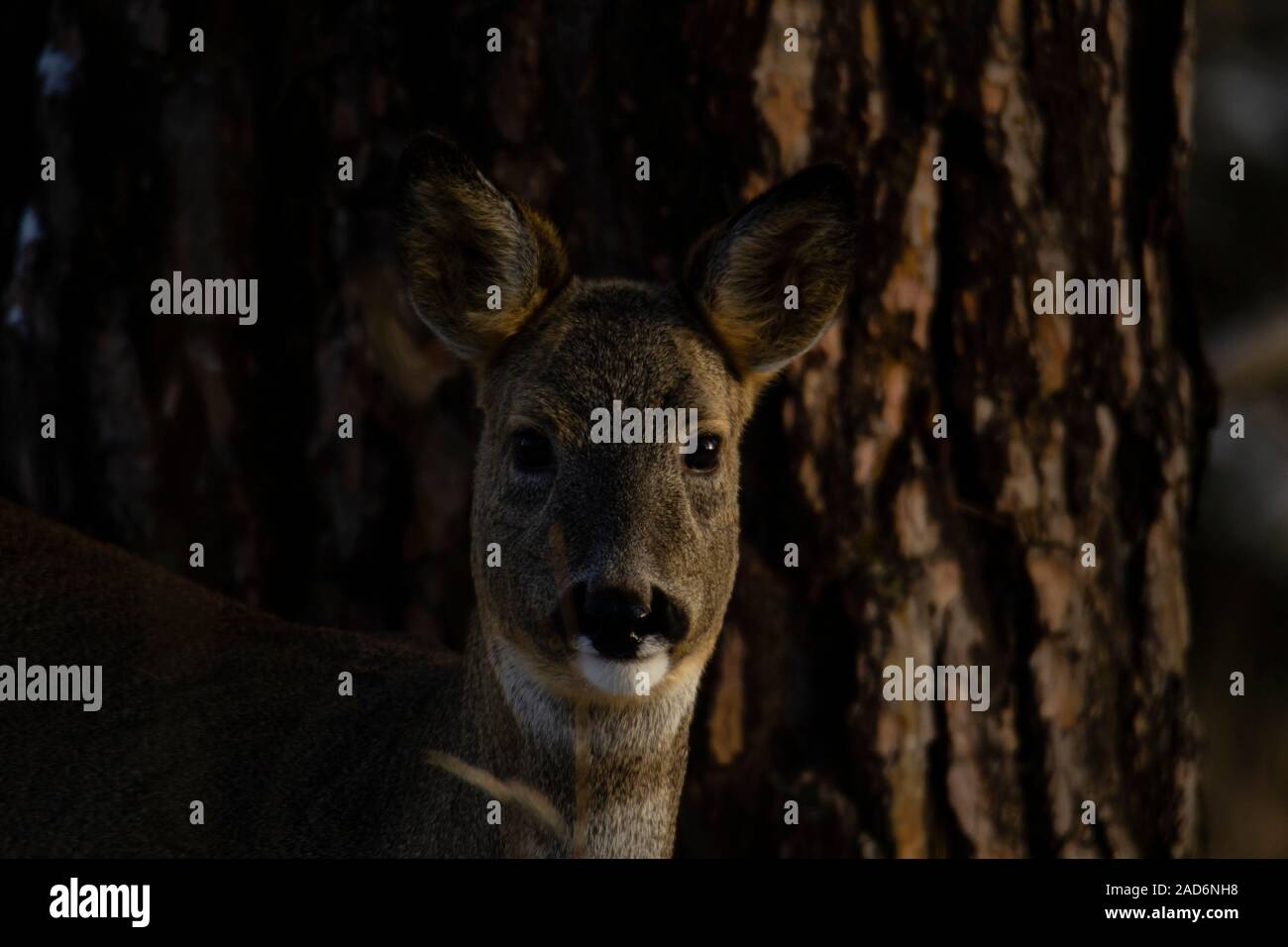 Roe deer pine forest hi-res stock photography and images - Alamy